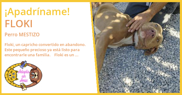 Adopta un Amic - Ficha de FLOKI