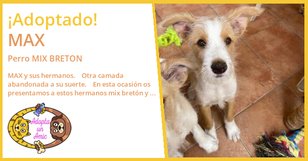 Adopta un Amic - Adopción de MAX